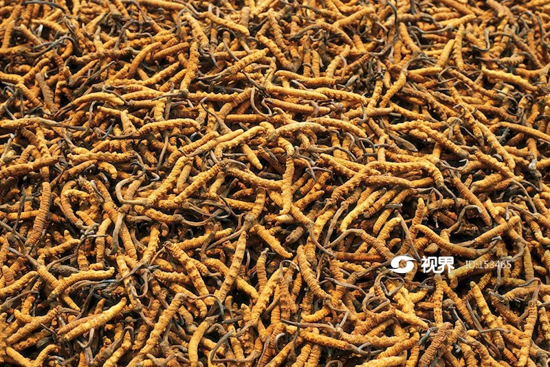 西藏那曲的虫草 图片 | 轩视界