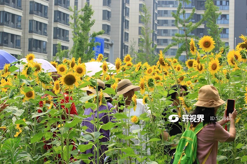 成都市温江区涌泉街道花土社区向日葵花海 图片 | 轩视界