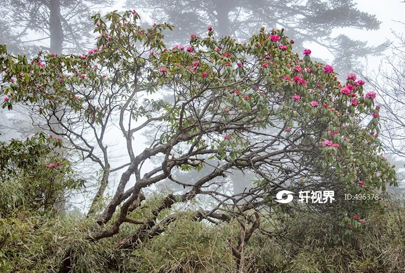 四川瓦屋山杜鹃花开 图片 | 轩视界