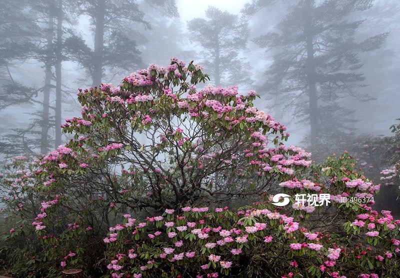 四川瓦屋山杜鹃花开 图片 | 轩视界