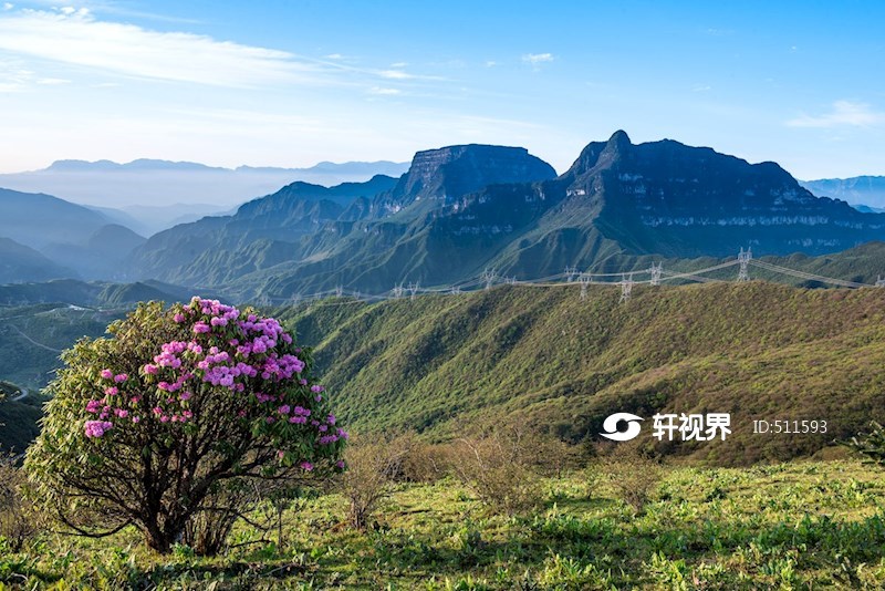 金口河大瓦山五月的大瓦山杜鹃花盛开 图片 | 轩视界