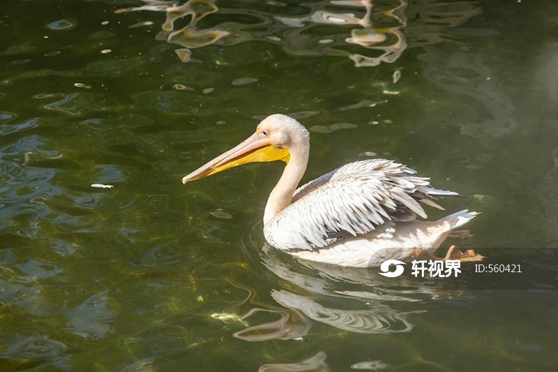 四川雅安 碧峰峡百鸟乐园 图片 | 轩视界