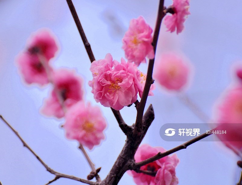 梅花 图片 | 轩视界