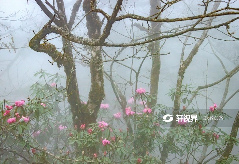 四川瓦屋山杜鹃花开 图片 | 轩视界