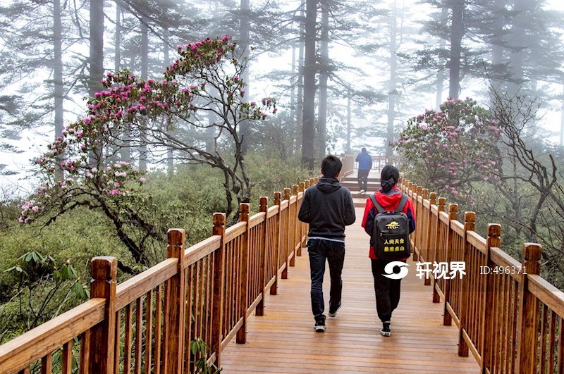 四川瓦屋山杜鹃花开 图片 | 轩视界