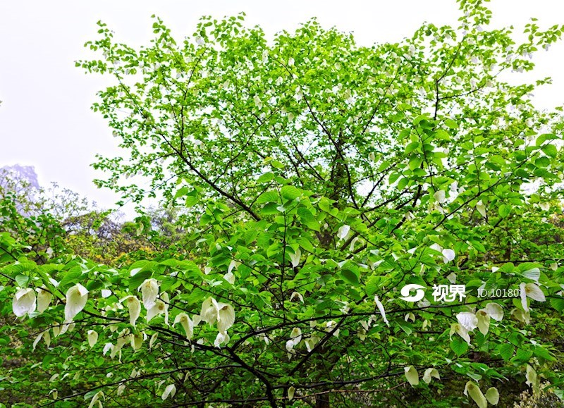 珙桐花 图片 | 轩视界