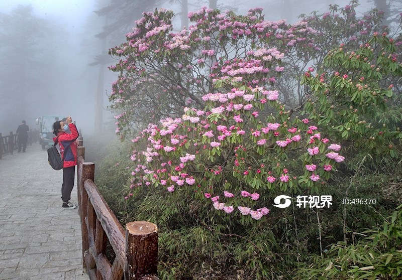 四川瓦屋山杜鹃花开 图片 | 轩视界