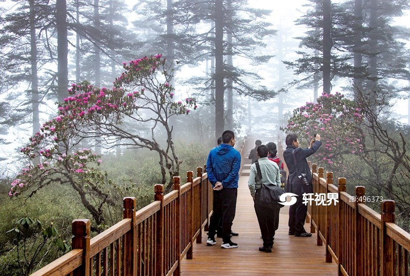 四川瓦屋山杜鹃花开 图片 | 轩视界