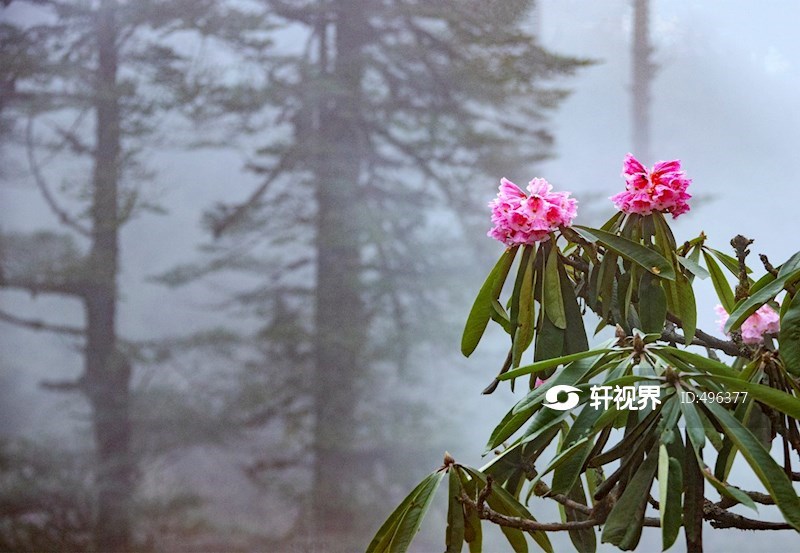 四川瓦屋山杜鹃花开 图片 | 轩视界