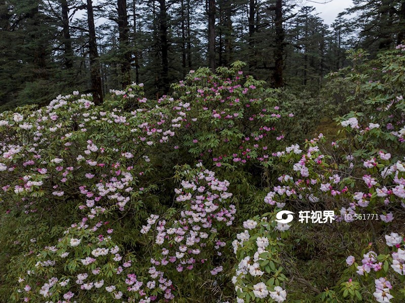 四川洪雅：瓦屋山杜鹃花灿若云霞 图片 | 轩视界